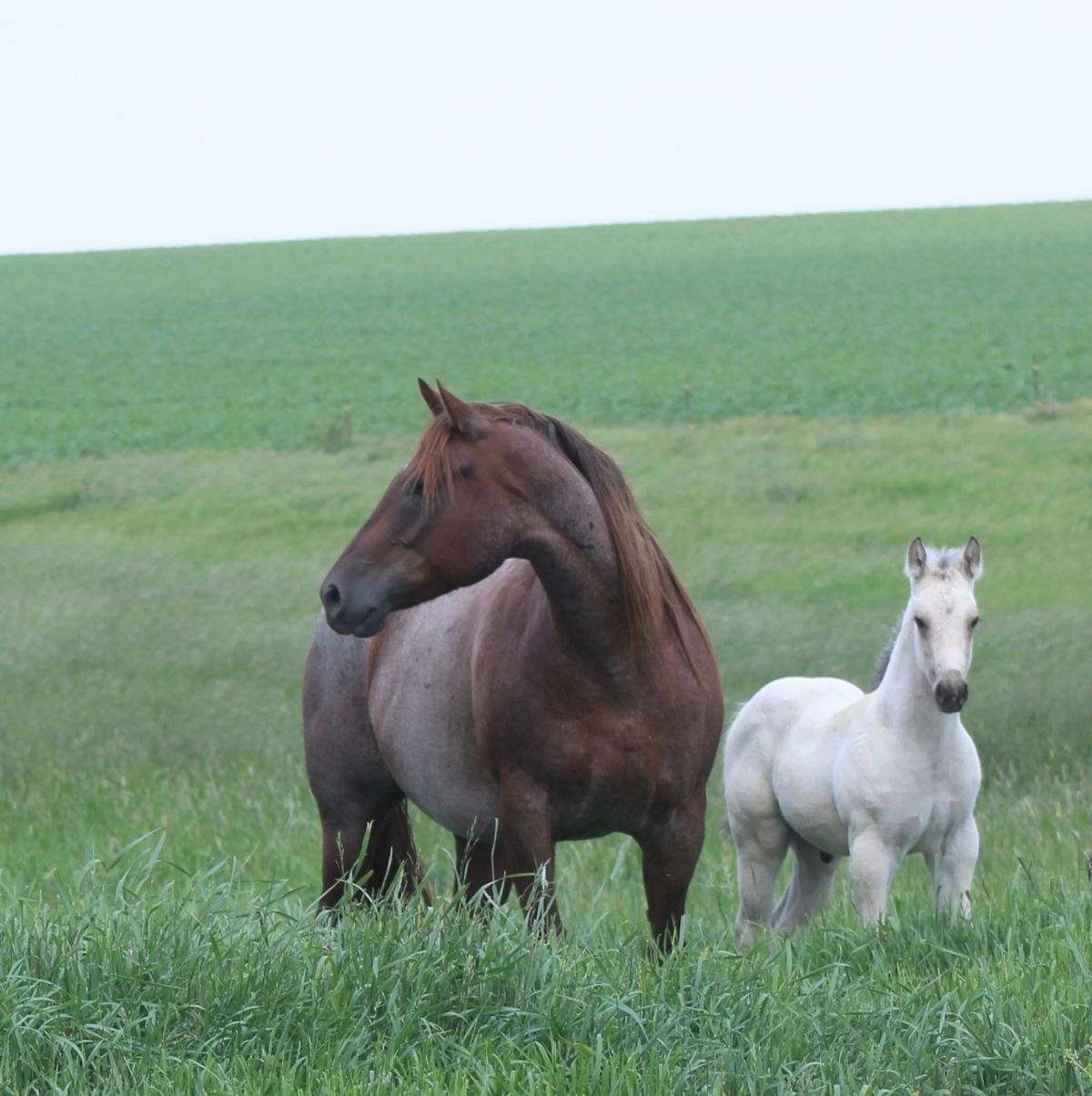 7/28/25 Sale Pending: AQHA Pretty Buckskin Colt, Pitzer/Foundation Bred.