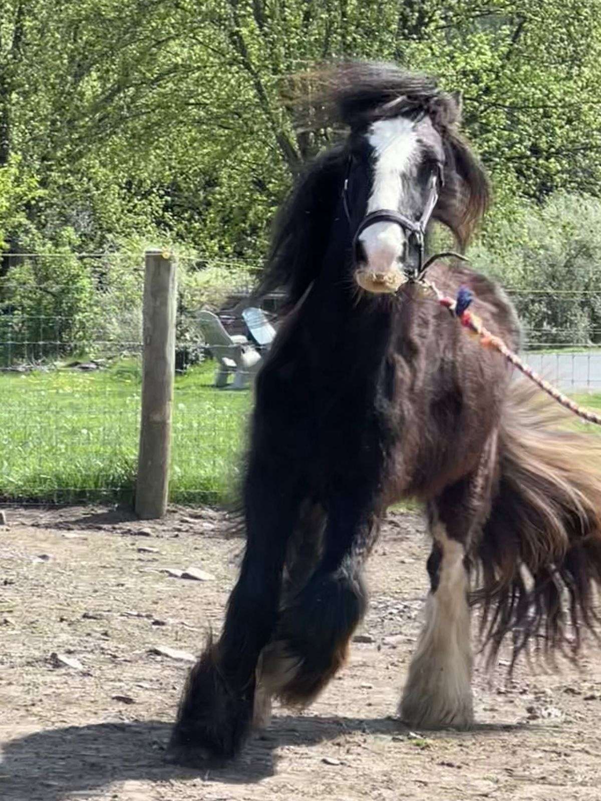 Gypsy Vanner Stallion for Sale