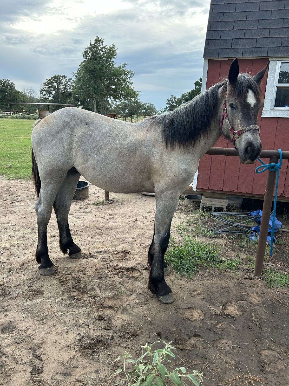 Arlo - Blue Roan Draft Colt – Your Future Gentle Giant!