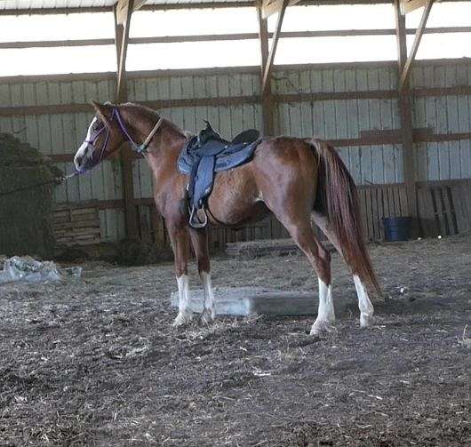 Chestnut Arabian Gelding - Sale Pending