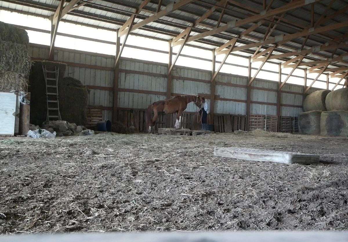 Chestnut Arabian Gelding - Sale Pending