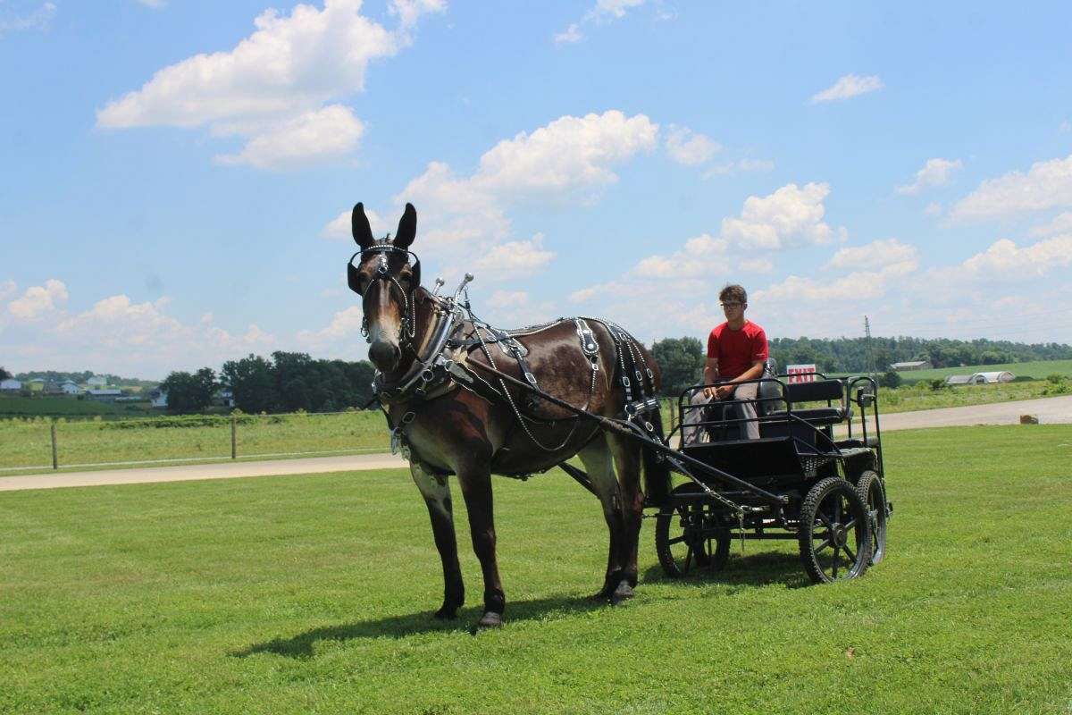Plum Cool Molly Mule