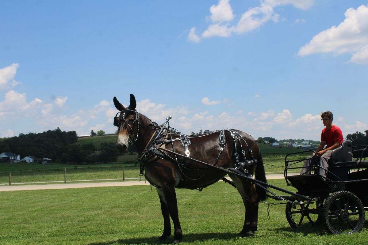 Plum Cool Molly Mule