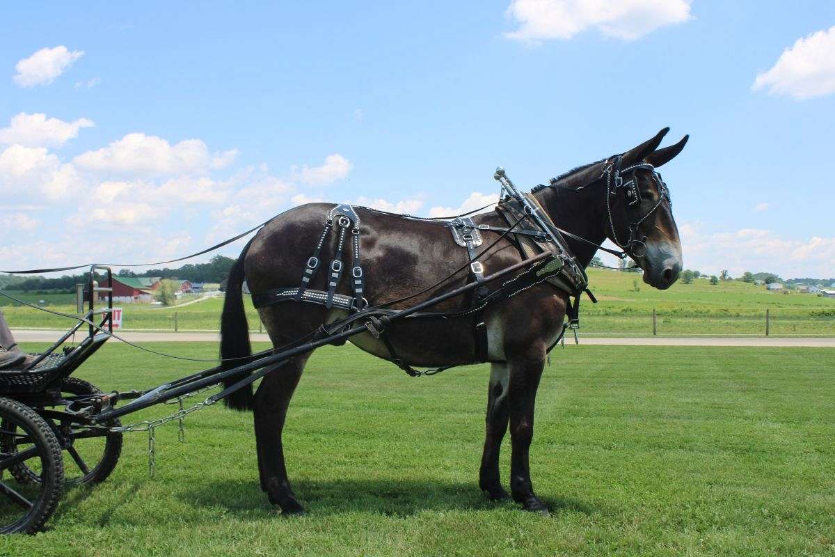 Plum Cool Molly Mule