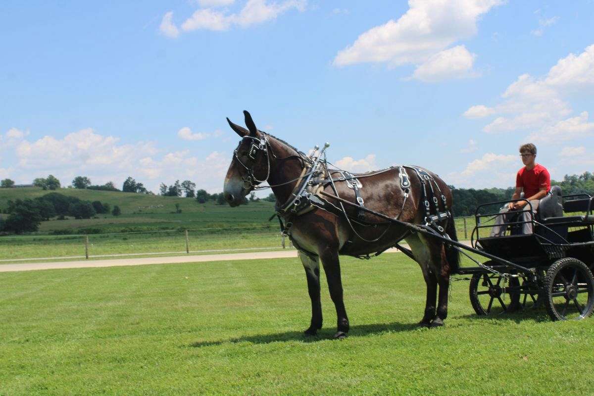 Plum Cool Molly Mule