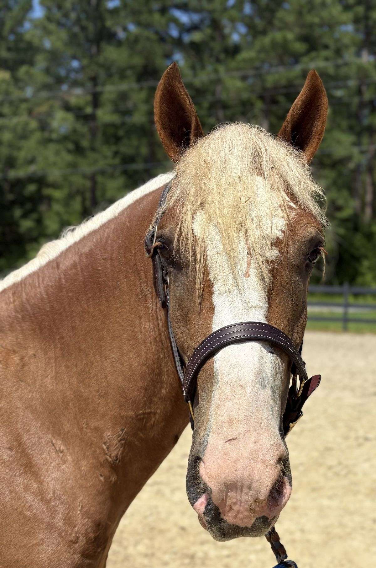 QH Haflinger Gelding