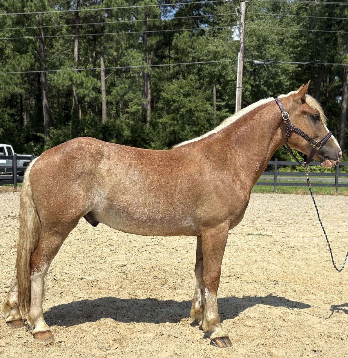 QH Haflinger Gelding