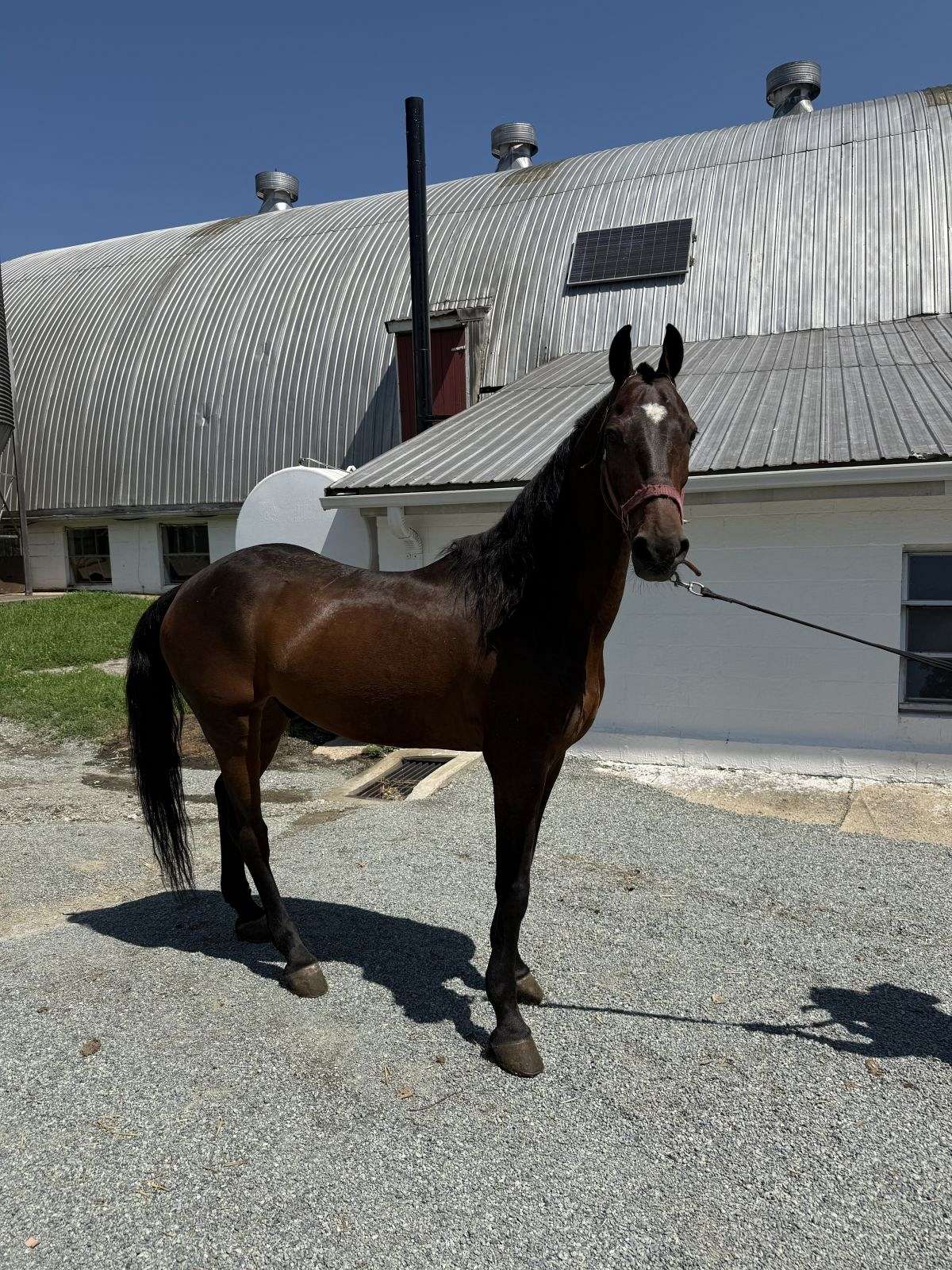 Lightning the Morgan