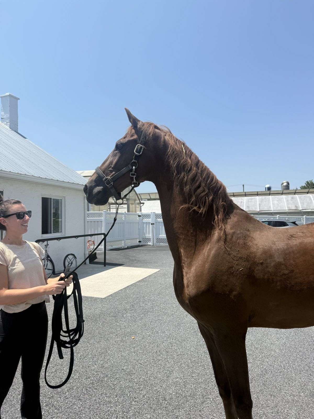 Stormy the Saddlebred