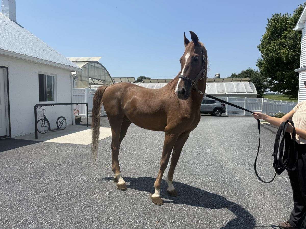Stormy the Saddlebred