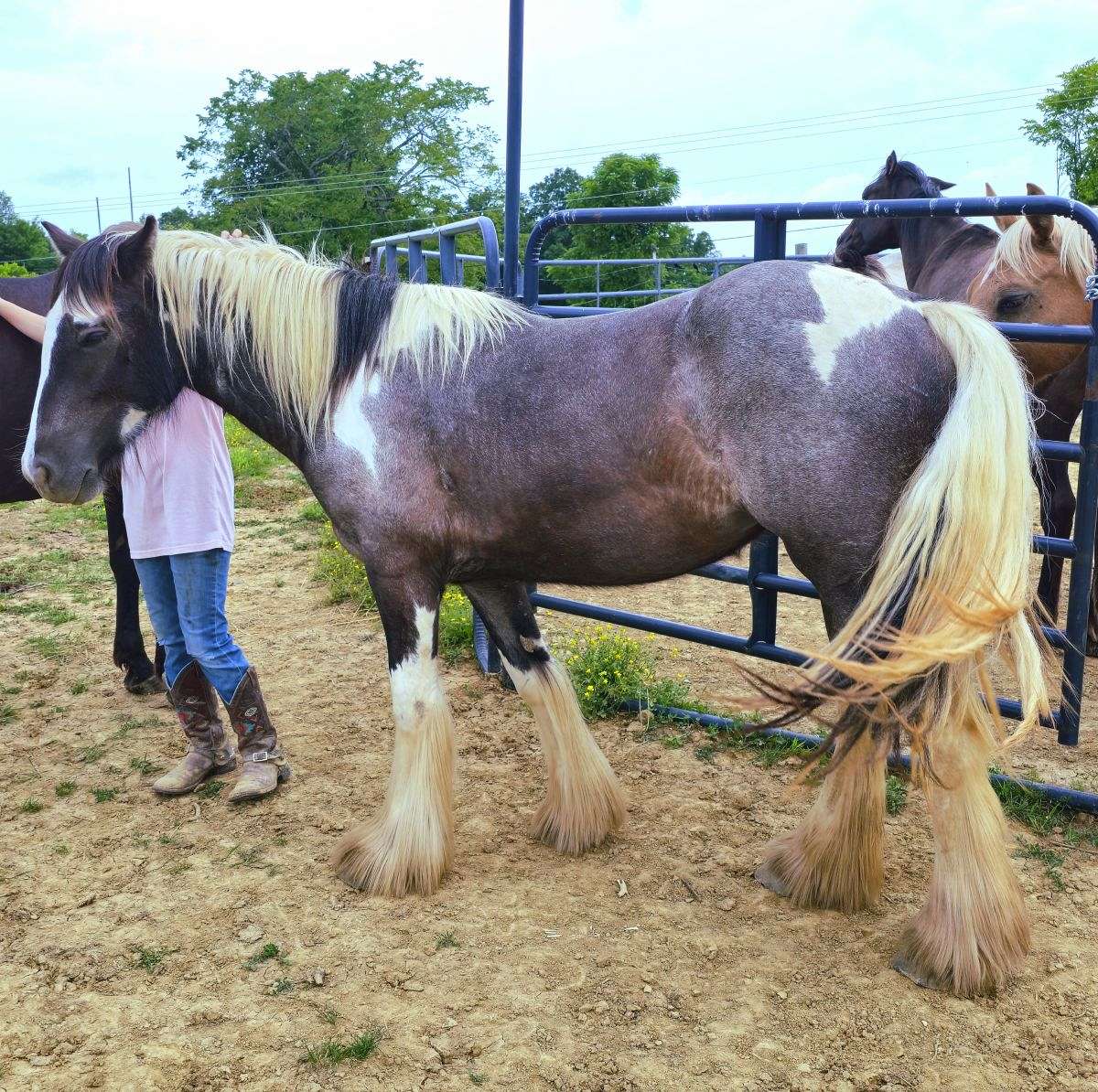 Blue Roan Gypsy Vanner Tobiano (GVHS)
