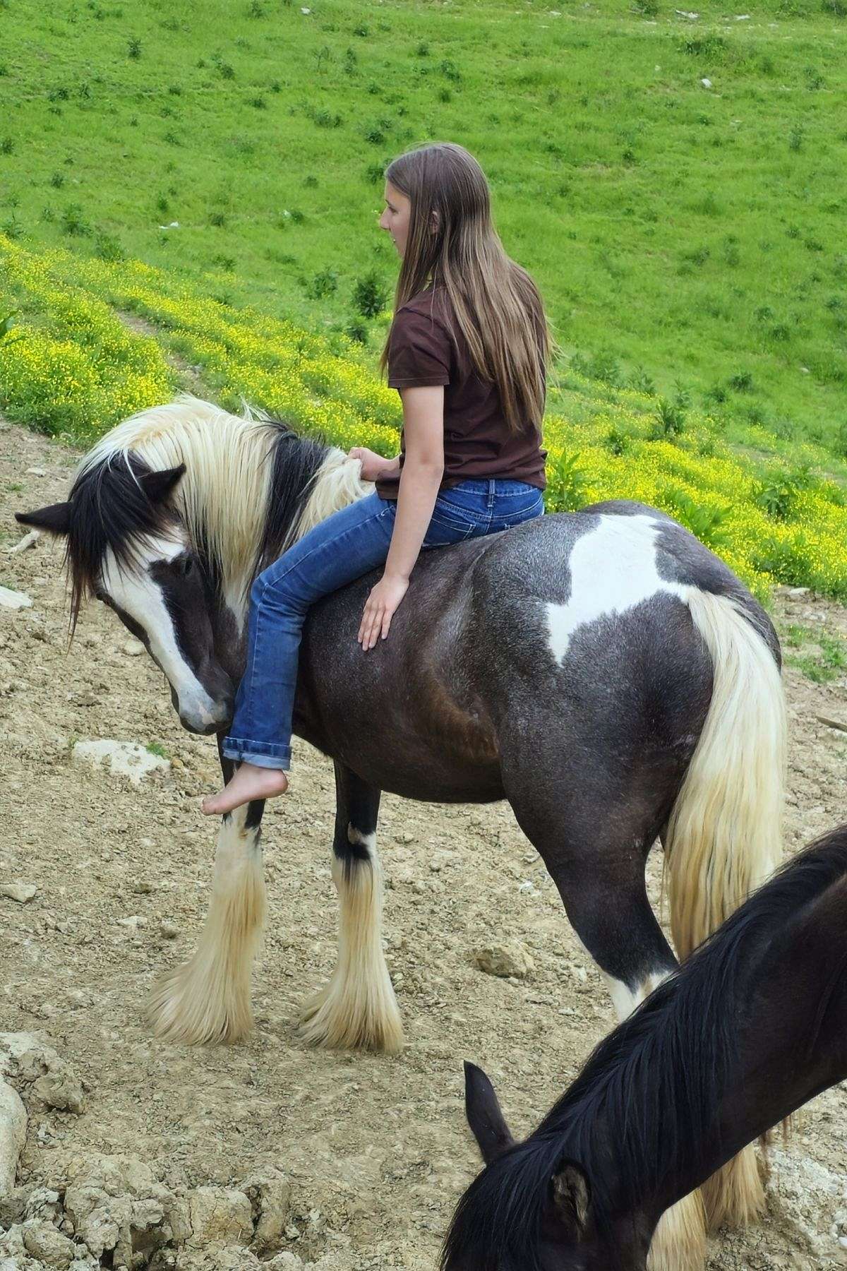 Blue Roan Gypsy Vanner Tobiano (GVHS)
