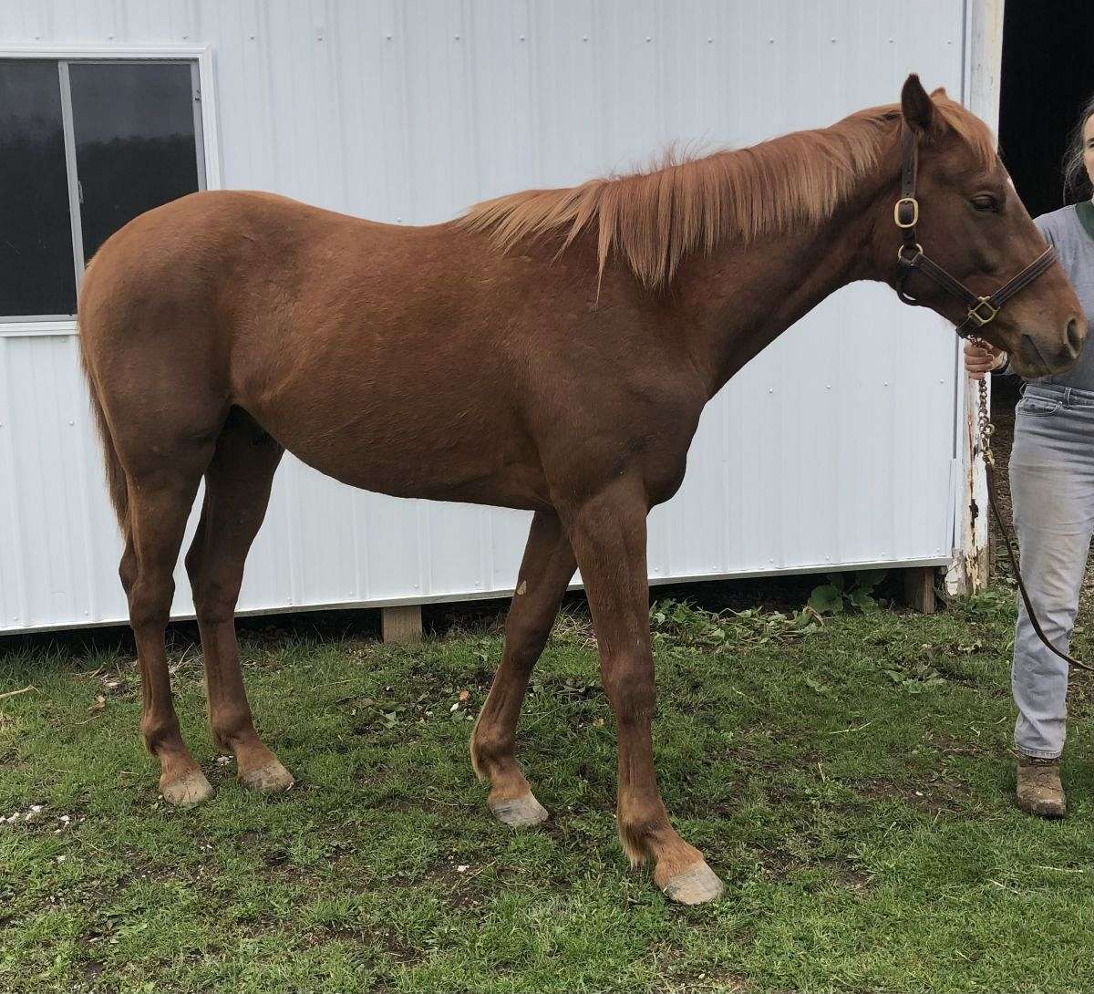 Normandy Sky - Chestnut 2 Year Old Thoroughbred Colt