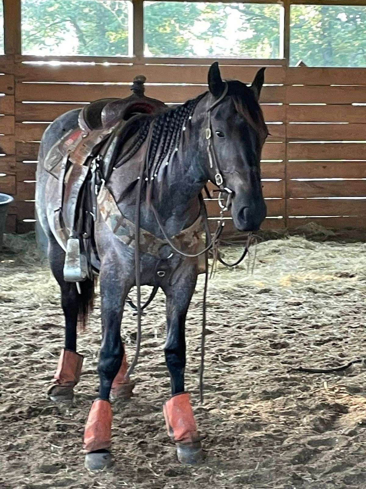 2yr Old AQHA Blue Roan Gelding
