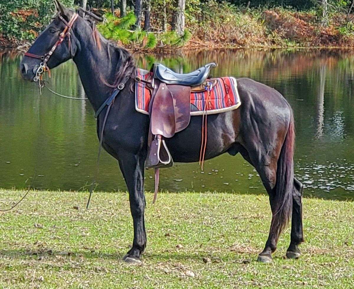 Roy- Walking Fine. 3 Yr Old Reg TWH Gelding