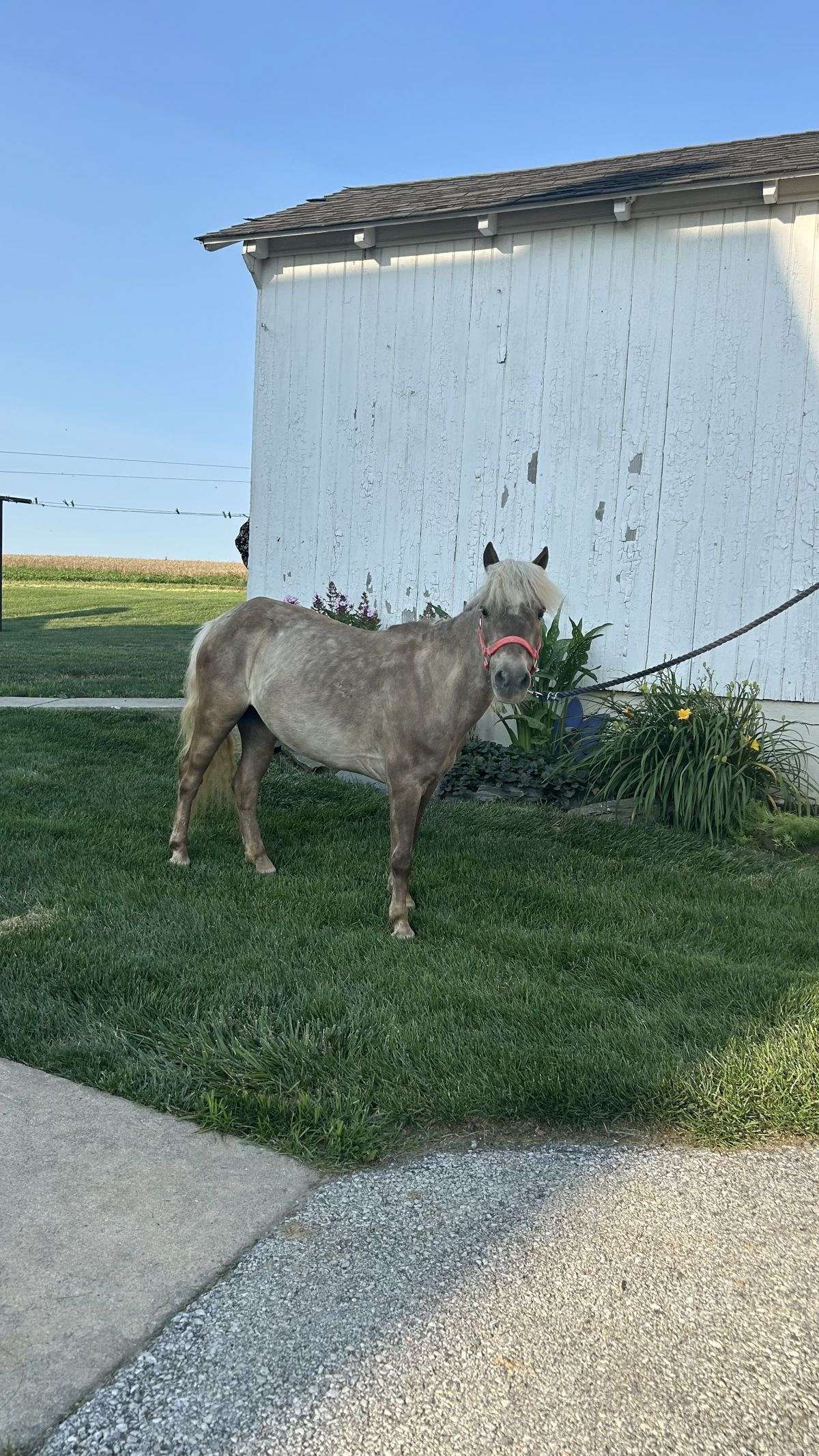 Jewel, Trained Mini Mare for Sale