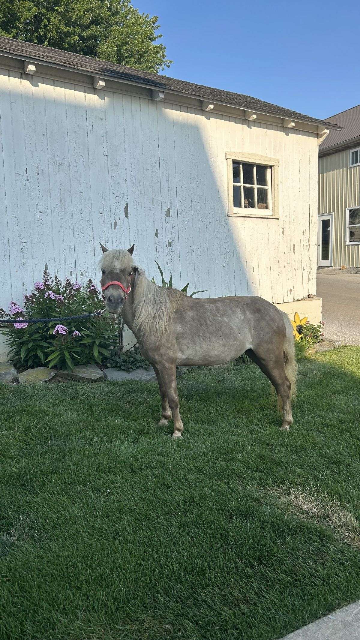 Jewel, Trained Mini Mare for Sale