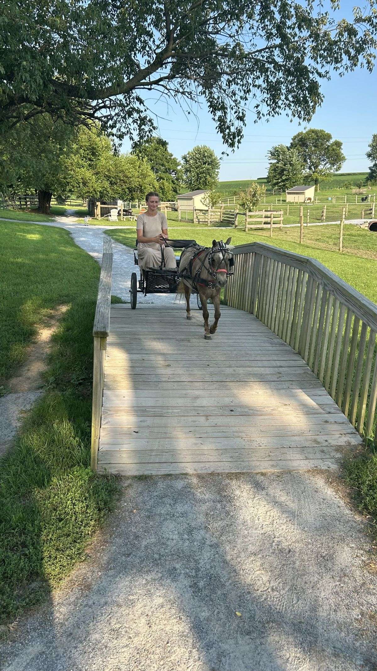 Jewel, Trained Mini Mare for Sale