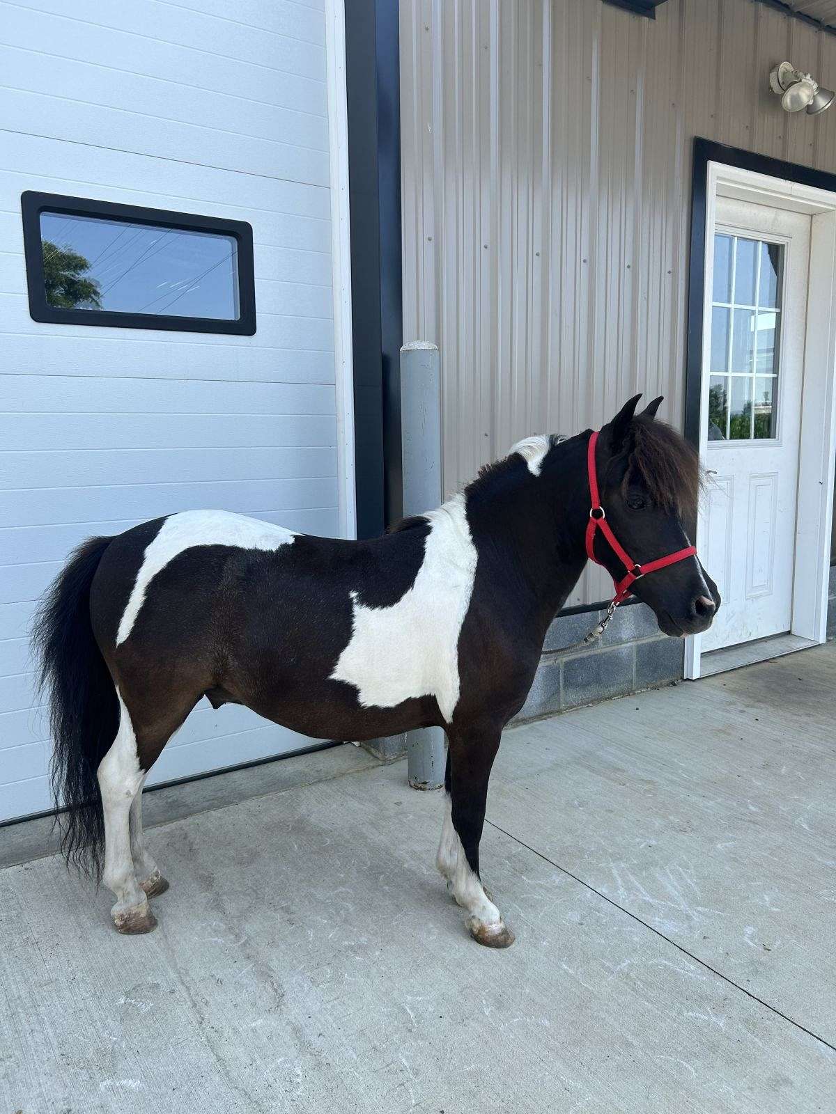 Mini Gelding