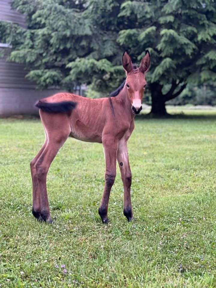 Arabian/Paint Molly Mule Foal