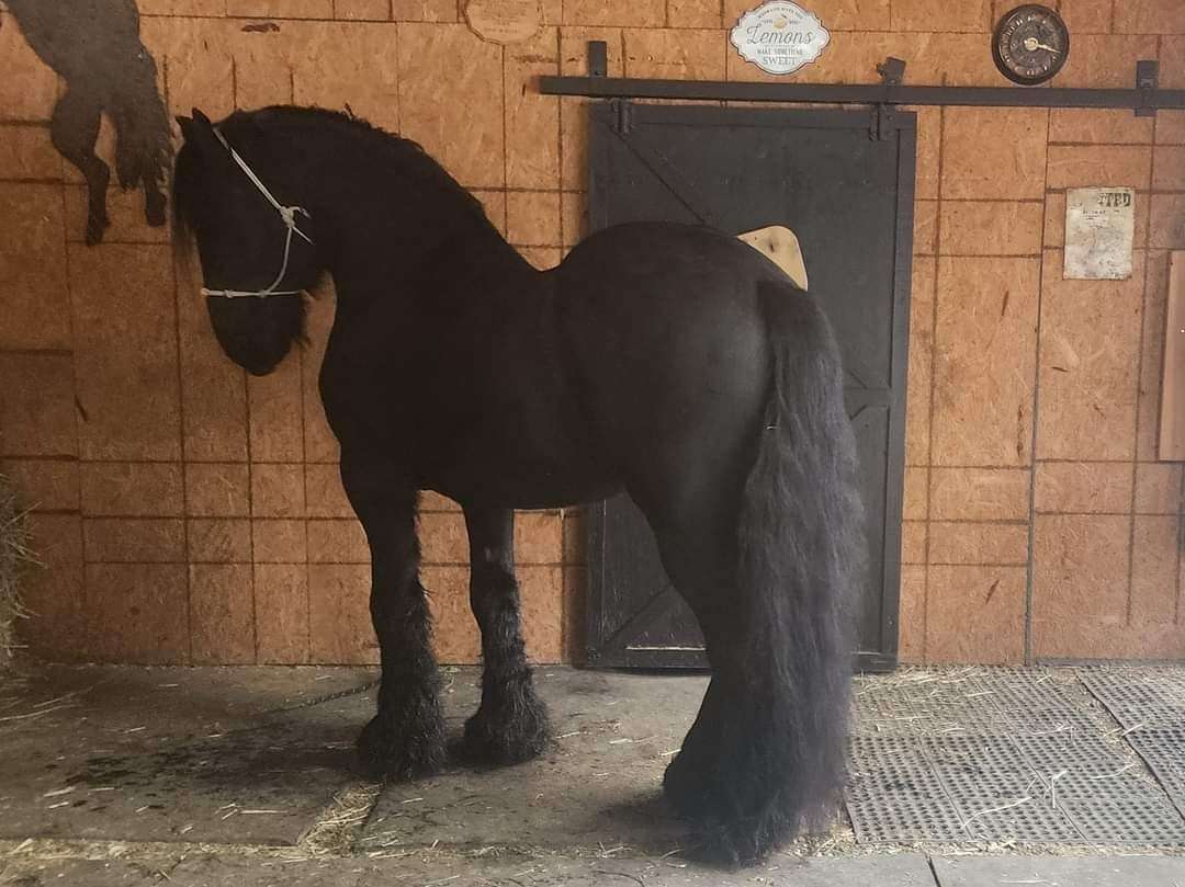 Friesian Colt KFPS