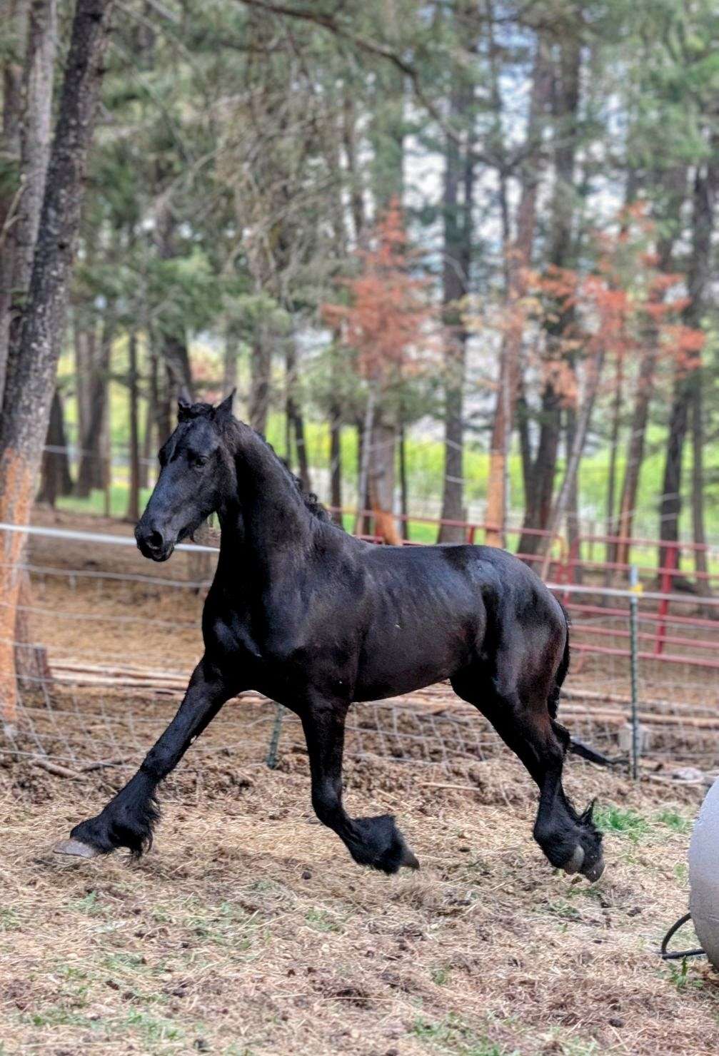 Friesian Colt KFPS