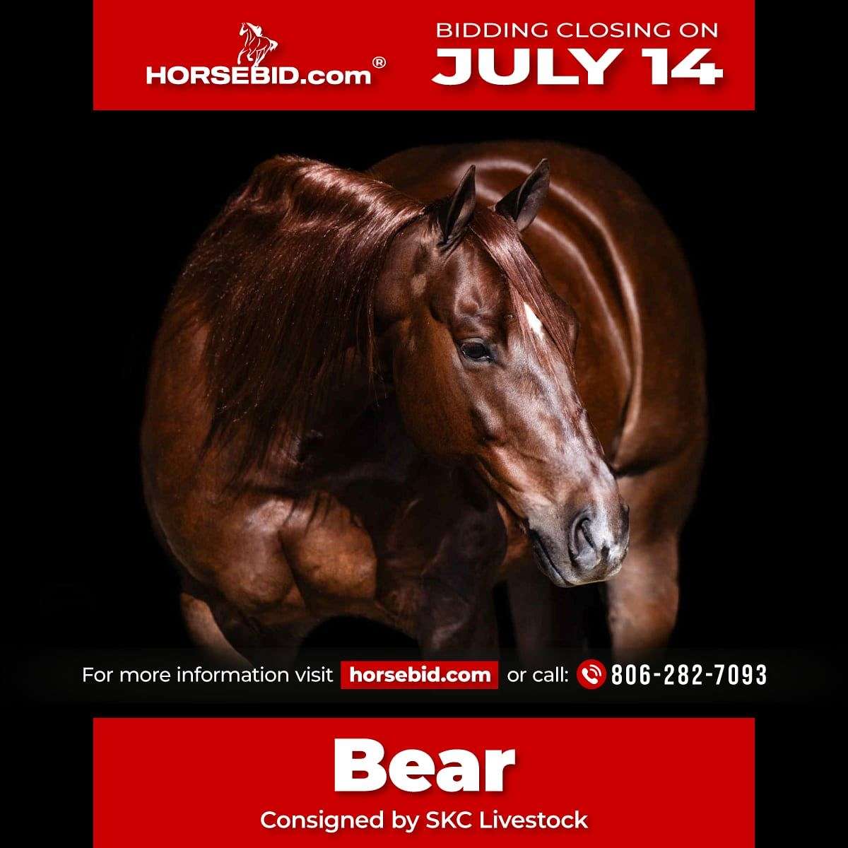 Bear - Finished Cutting Horse 6 Yr Old Chestnut AQHA Gelding!