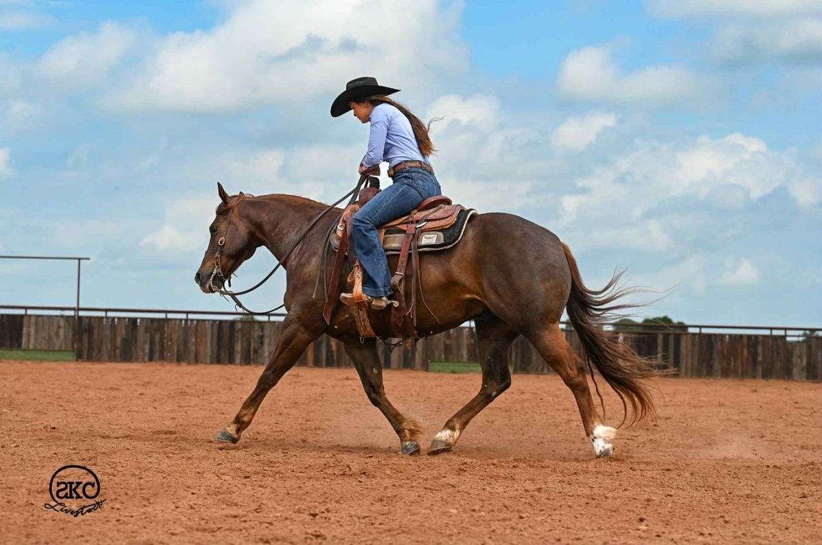 Bear - Finished Cutting Horse 6 Yr Old Chestnut AQHA Gelding!
