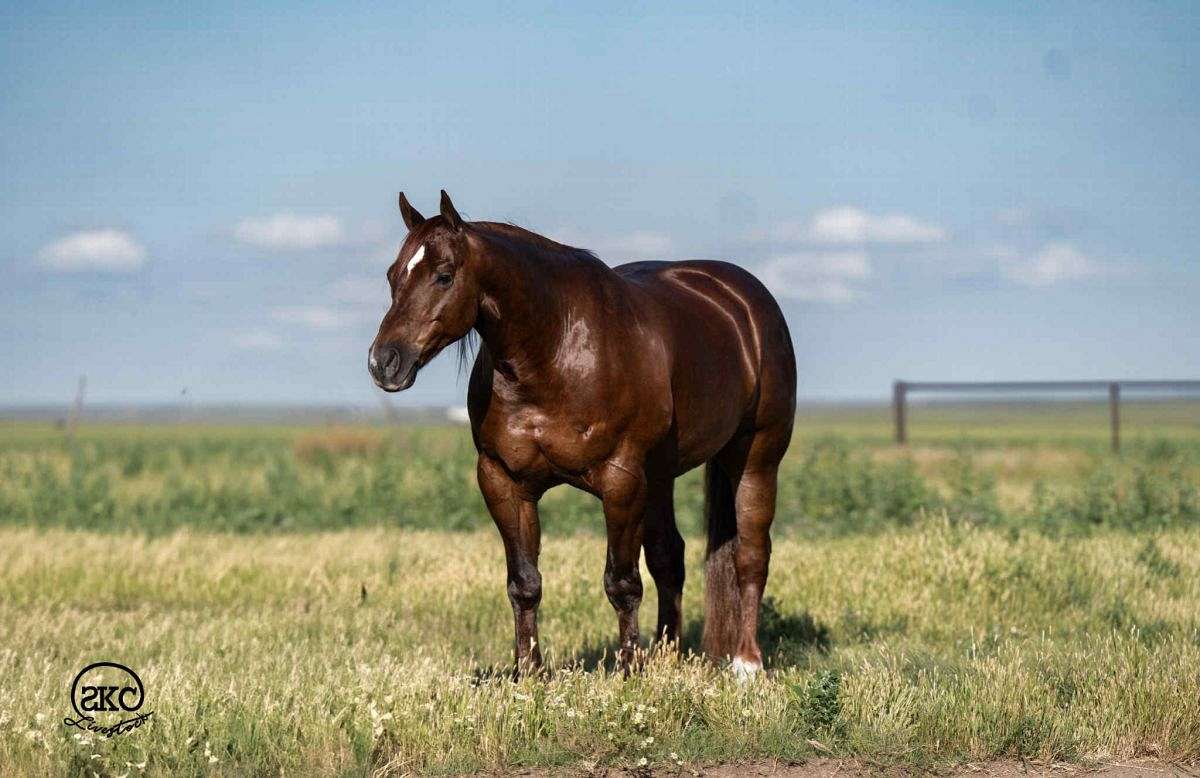 Bear - Finished Cutting Horse 6 Yr Old Chestnut AQHA Gelding!