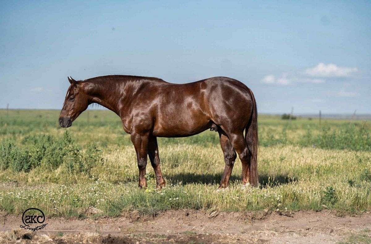 Bear - Finished Cutting Horse 6 Yr Old Chestnut AQHA Gelding!