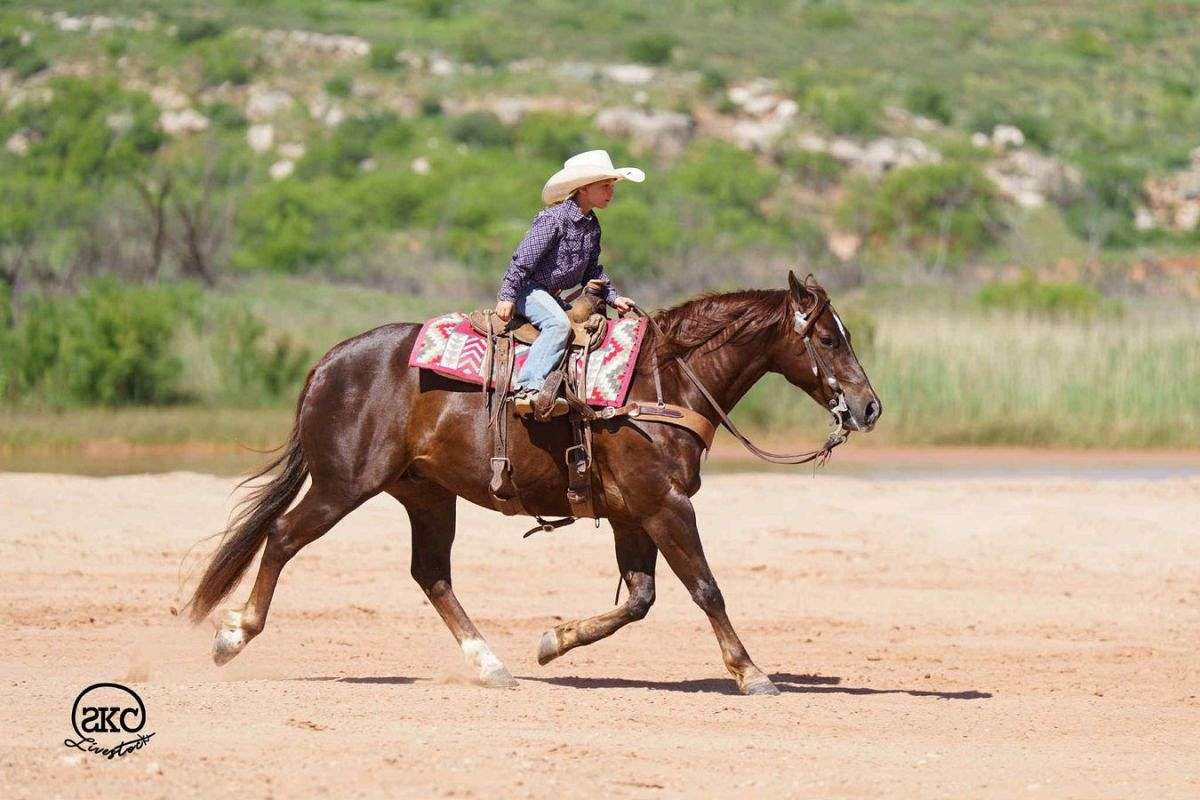 Bear - Finished Cutting Horse 6 Yr Old Chestnut AQHA Gelding!