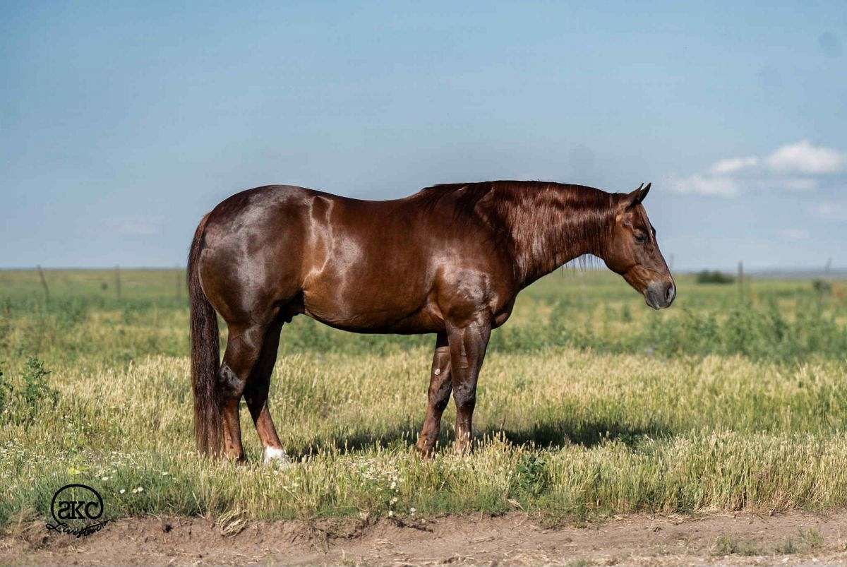 Bear - Finished Cutting Horse 6 Yr Old Chestnut AQHA Gelding!