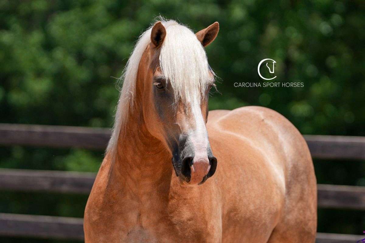 Yellowpages - Steady & Reliable Partner 7 yo Palomino QH/Haflinger Gelding!