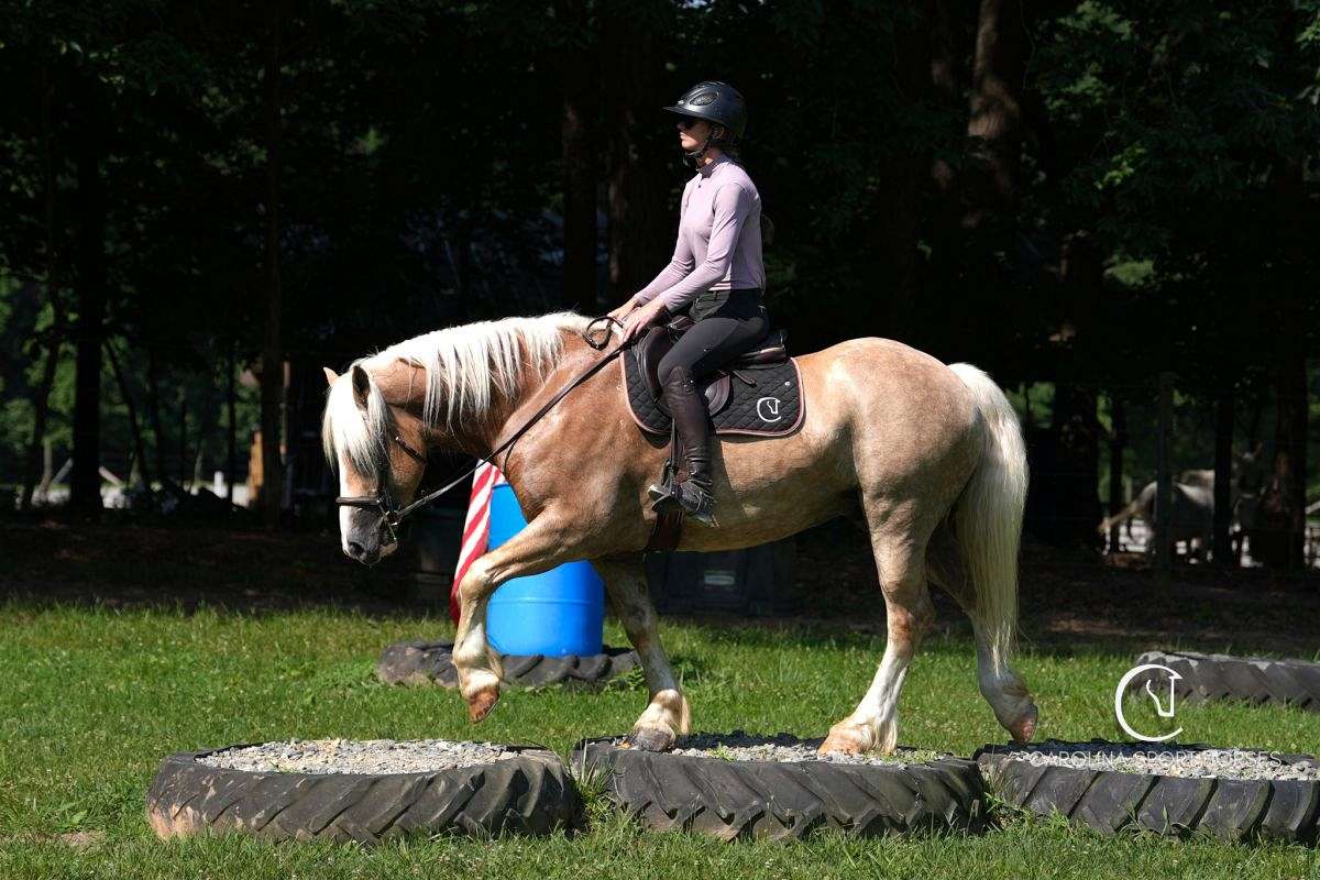 Yellowpages - Steady & Reliable Partner 7 yo Palomino QH/Haflinger Gelding!