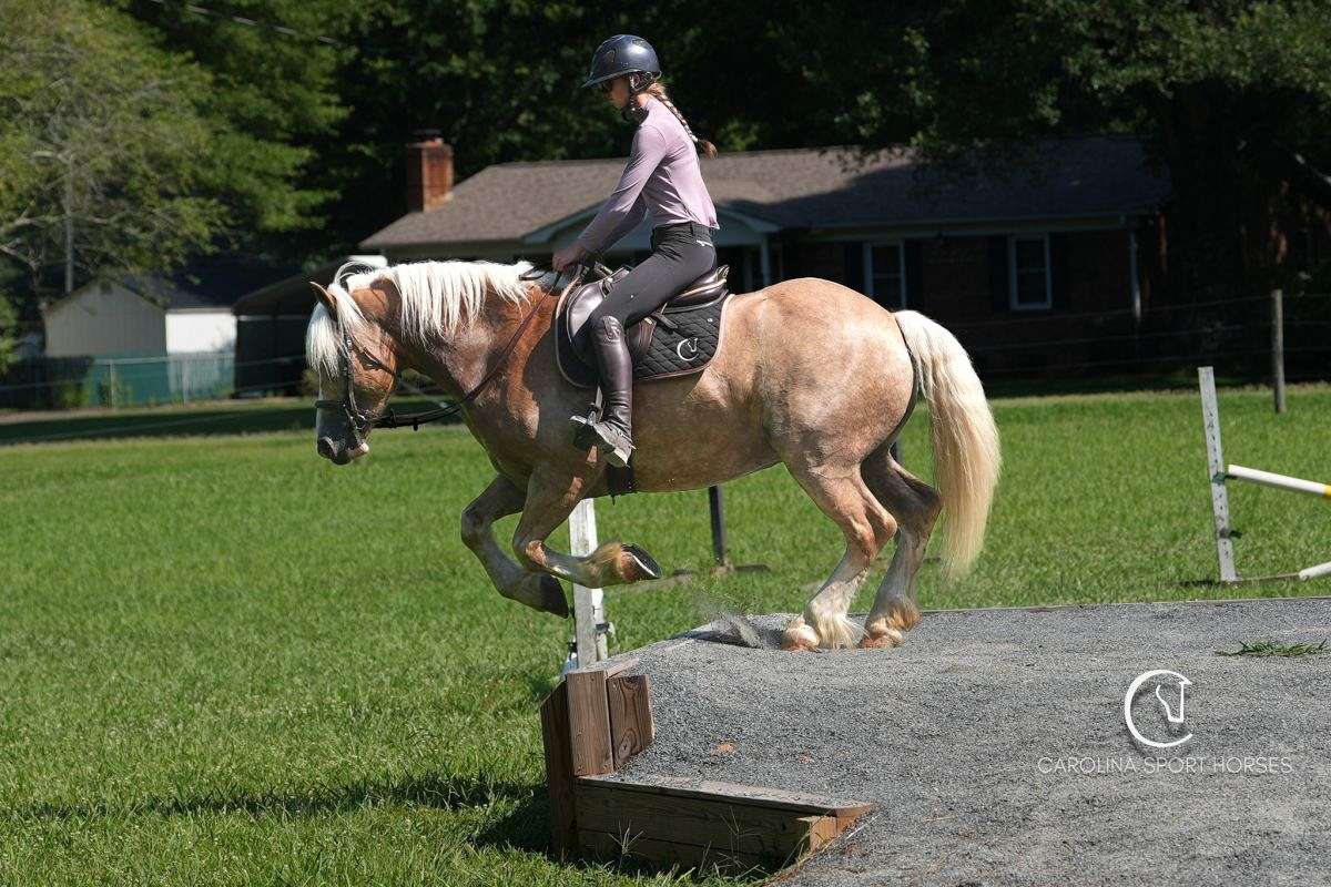 Yellowpages - Steady & Reliable Partner 7 yo Palomino QH/Haflinger Gelding!