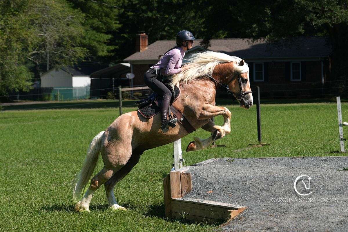 Yellowpages - Steady & Reliable Partner 7 yo Palomino QH/Haflinger Gelding!