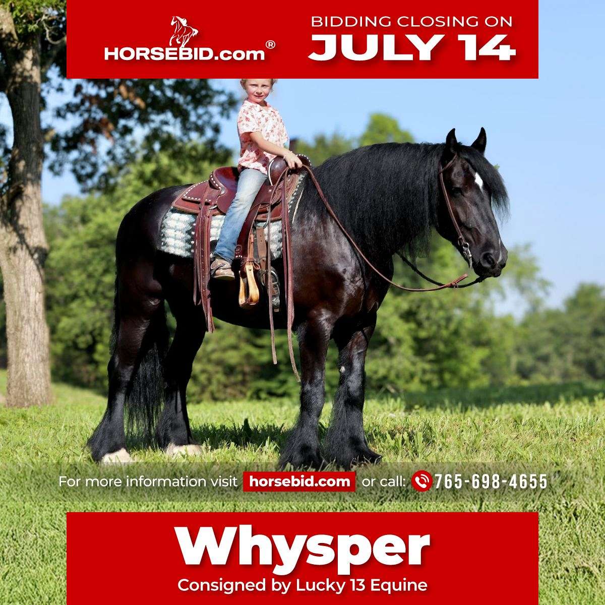 Whysper - Extremely Versatile 11 Yr Old Black Gypsian Gelding!