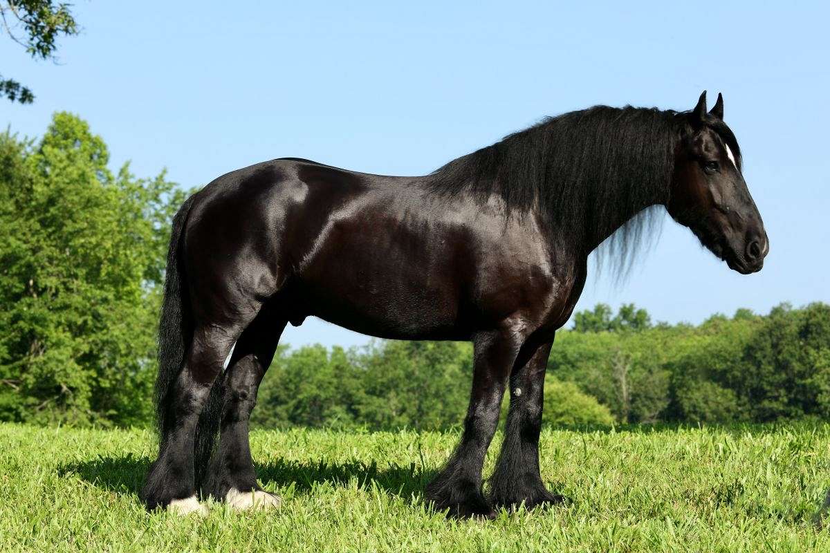 Whysper - Extremely Versatile 11 Yr Old Black Gypsian Gelding!