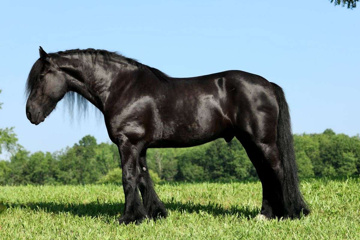 Whysper - Extremely Versatile 11 Yr Old Black Gypsian Gelding!