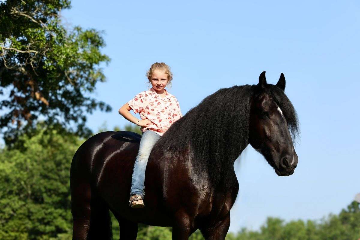 Whysper - Extremely Versatile 11 Yr Old Black Gypsian Gelding!