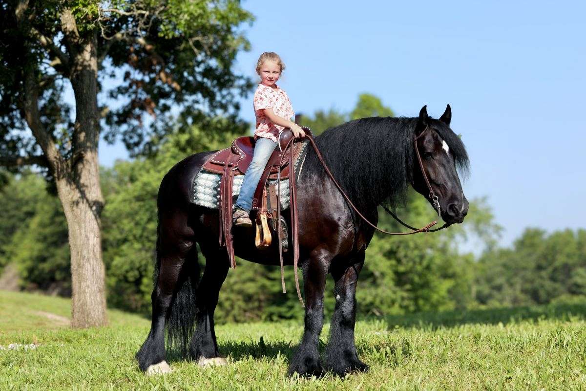 Whysper - Extremely Versatile 11 Yr Old Black Gypsian Gelding!