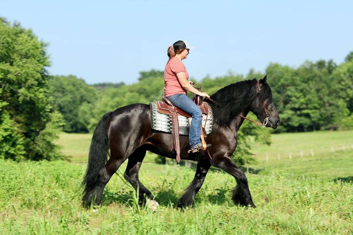 Whysper - Extremely Versatile 11 Yr Old Black Gypsian Gelding!