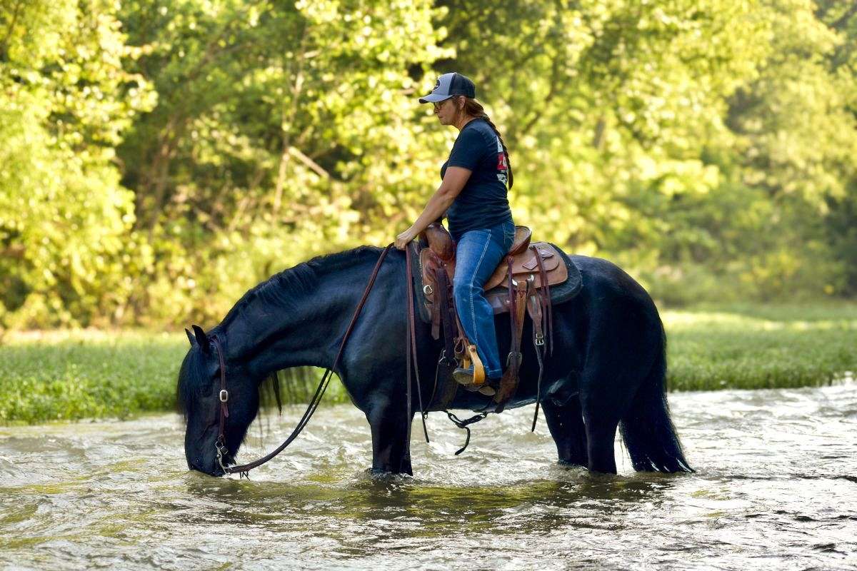 Whysper - Extremely Versatile 11 Yr Old Black Gypsian Gelding!