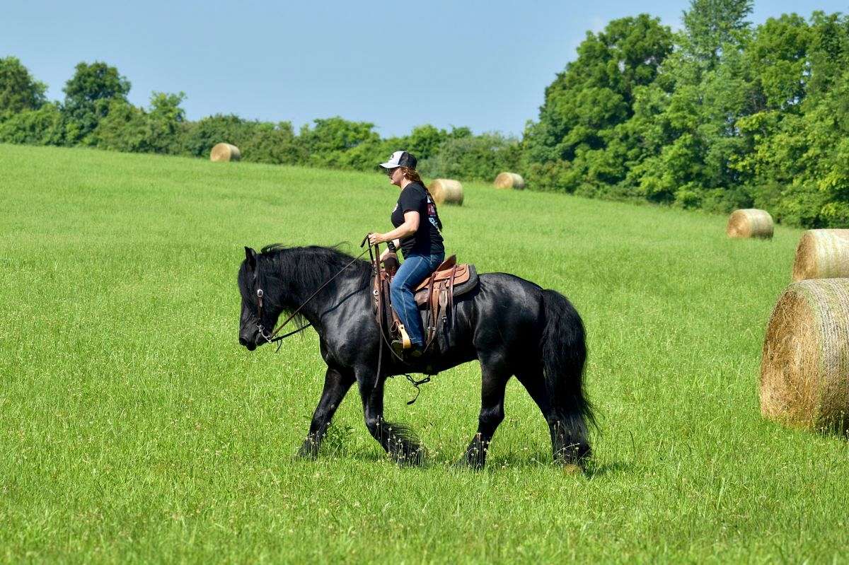 Whysper - Extremely Versatile 11 Yr Old Black Gypsian Gelding!