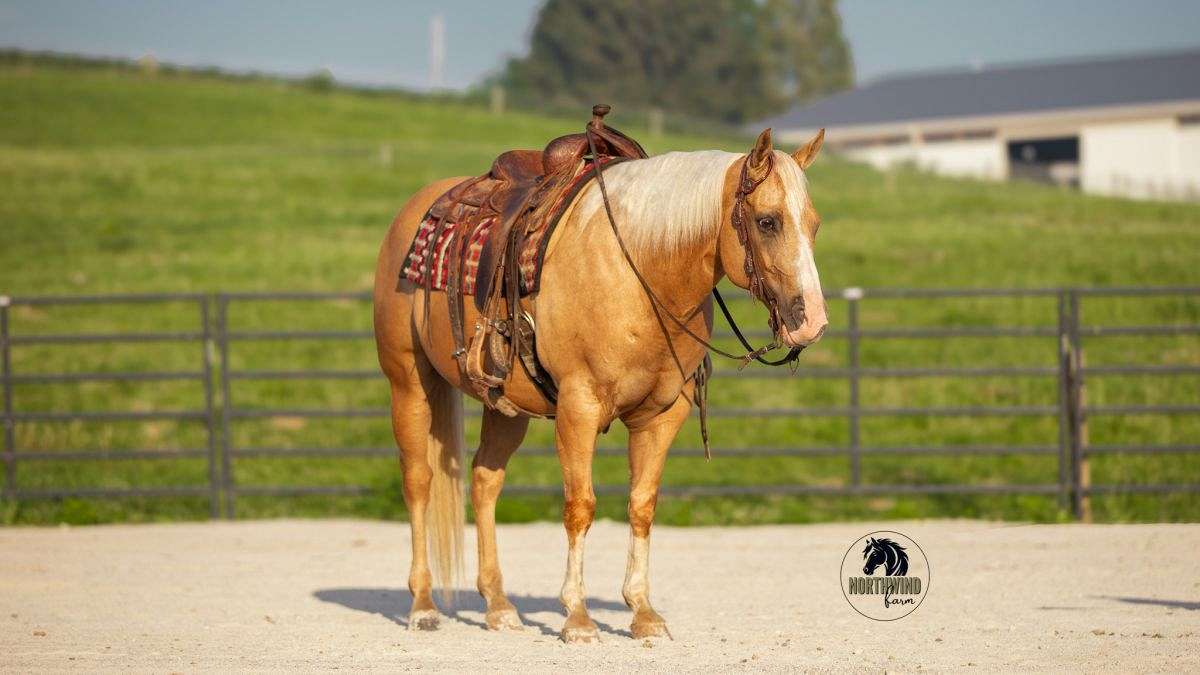 Sunbeam - Great Ranch & Trail Horse 9 yo Palomino Quarter Horse Gelding!