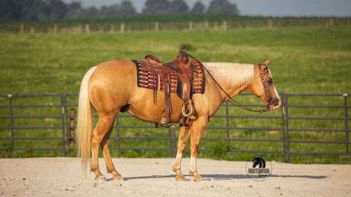 Sunbeam - Great Ranch & Trail Horse 9 yo Palomino Quarter Horse Gelding!