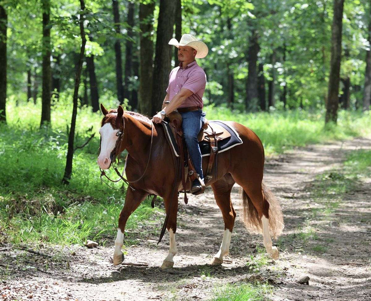 Spike - Exceptional Reining & Ranch Prospect 3 Yr Old Sorrel AQHA Gelding!