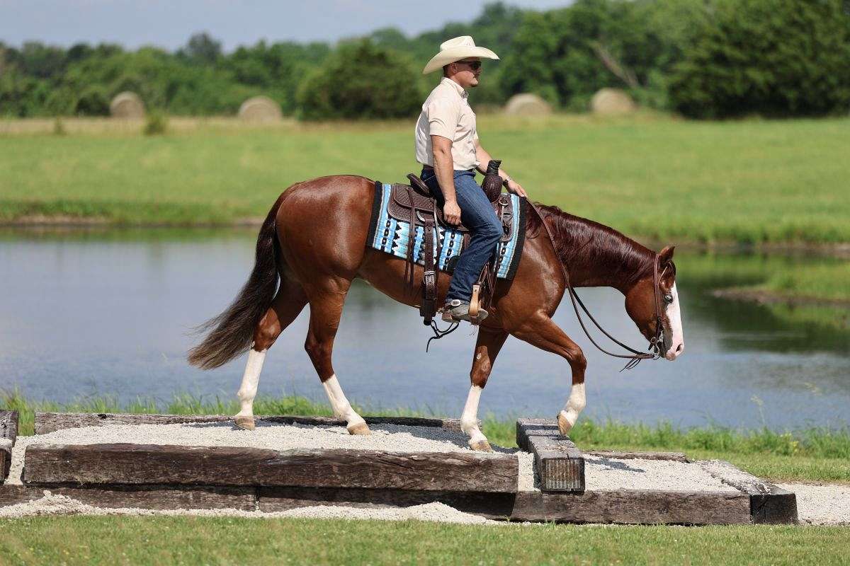 Spike - Exceptional Reining & Ranch Prospect 3 Yr Old Sorrel AQHA Gelding!