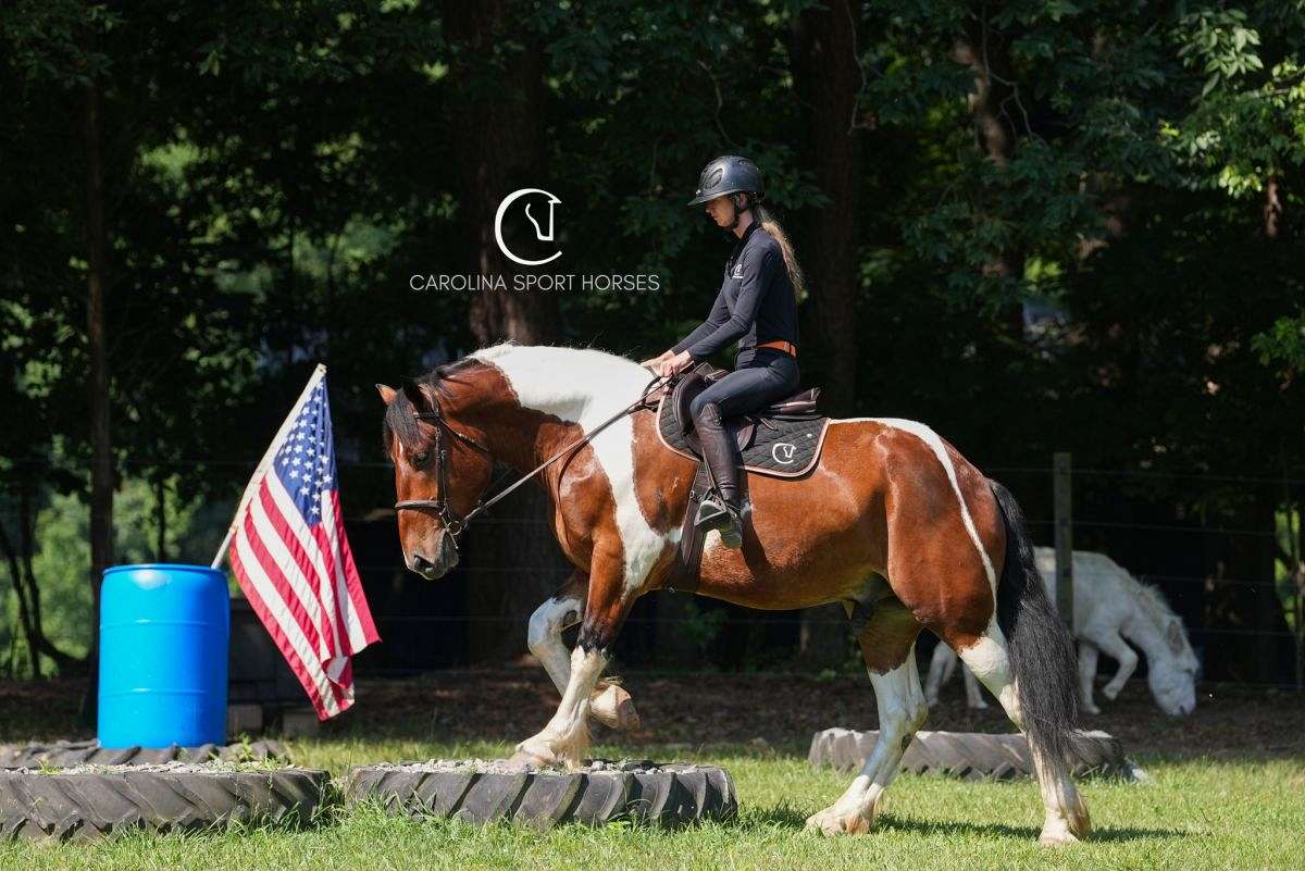 Ricky Bobby - the Total Package 6 Yr Old Paint Spotted Draft X QH Gelding!