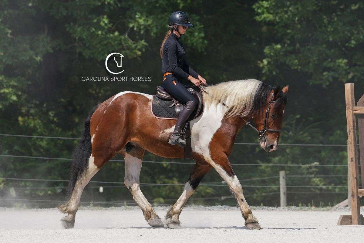 Ricky Bobby - the Total Package 6 Yr Old Paint Spotted Draft X QH Gelding!